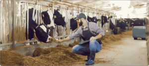 How to Make Silage: A Step-by-Step Guide - CloudFilm