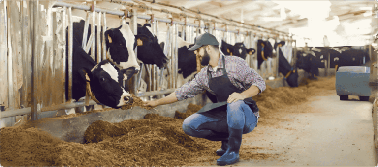 How to Make Silage: A Step-by-Step Guide - CloudFilm